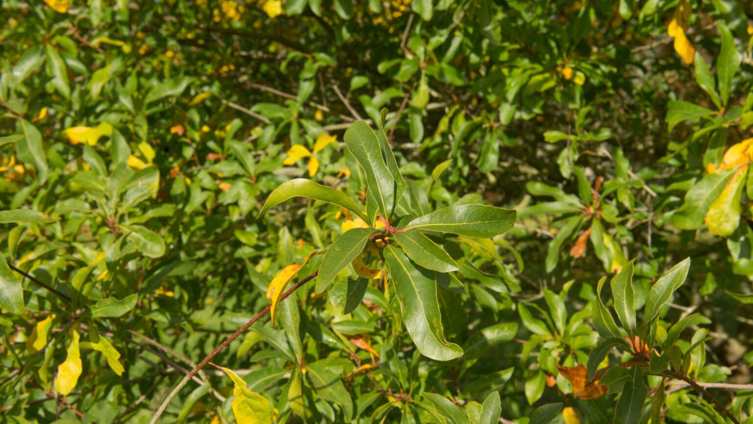 16 Types of Oak Trees That Can Grow in Florida