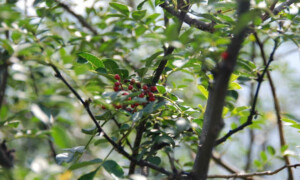 Sichuan Pepper Plant: Homegrown Numbing Spice - Epic Gardening