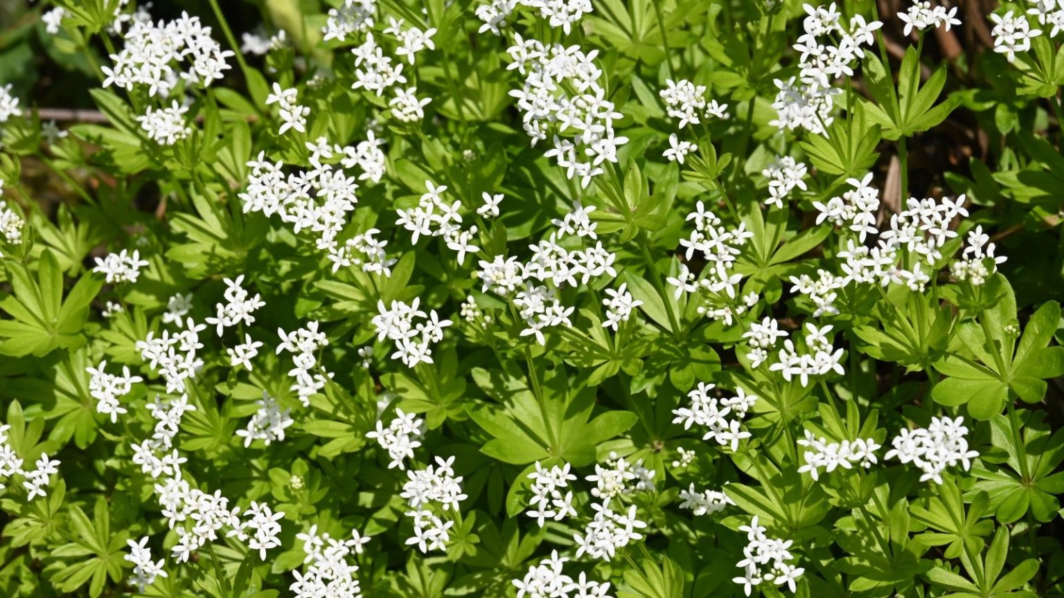 How to Plant, Grow, and Care for Sweet Woodruff