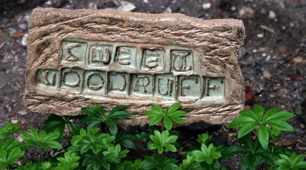 How to Plant, Grow, and Care for Sweet Woodruff