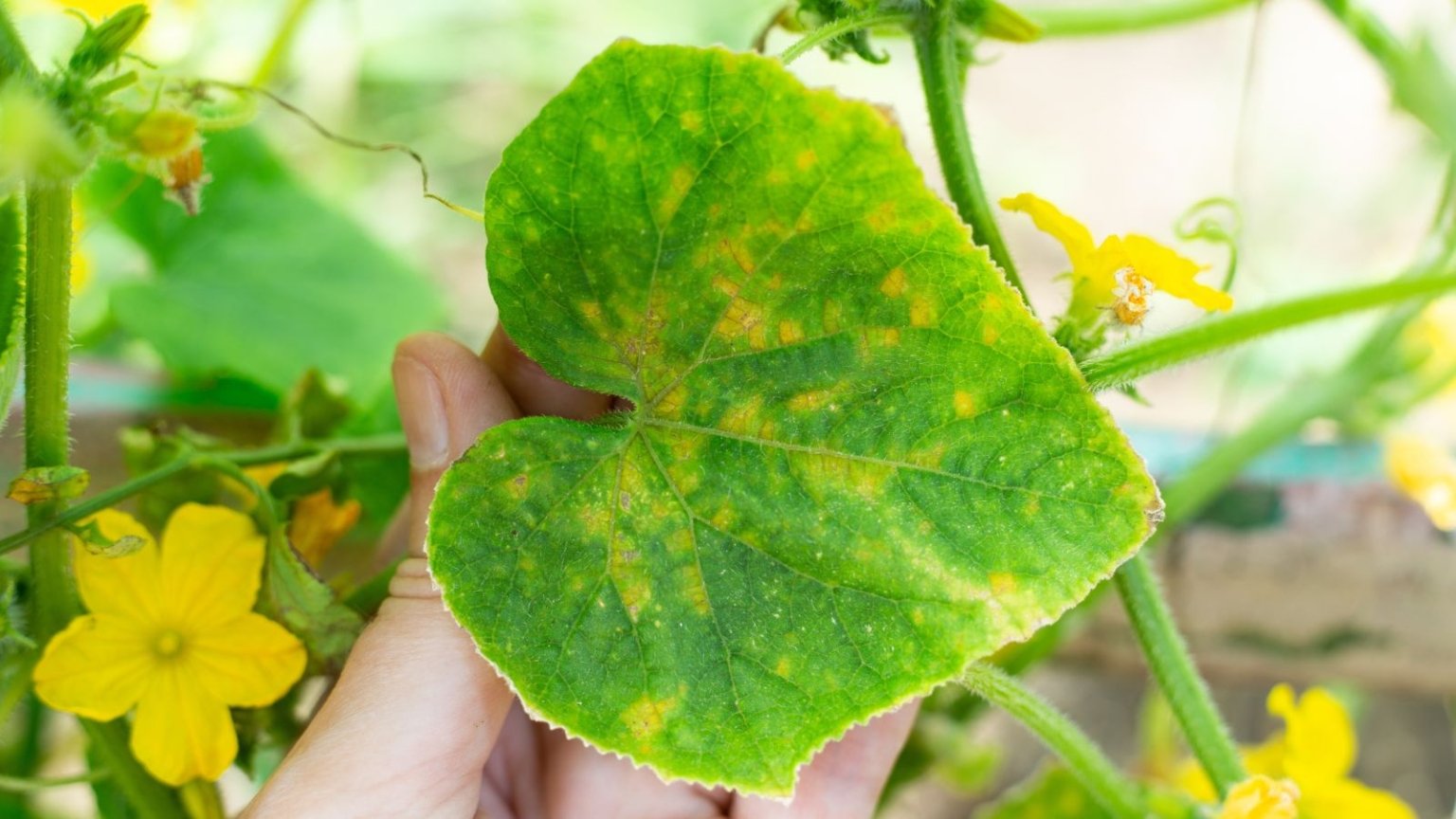 Cucumber Mosaic Virus Identification and Treatment
