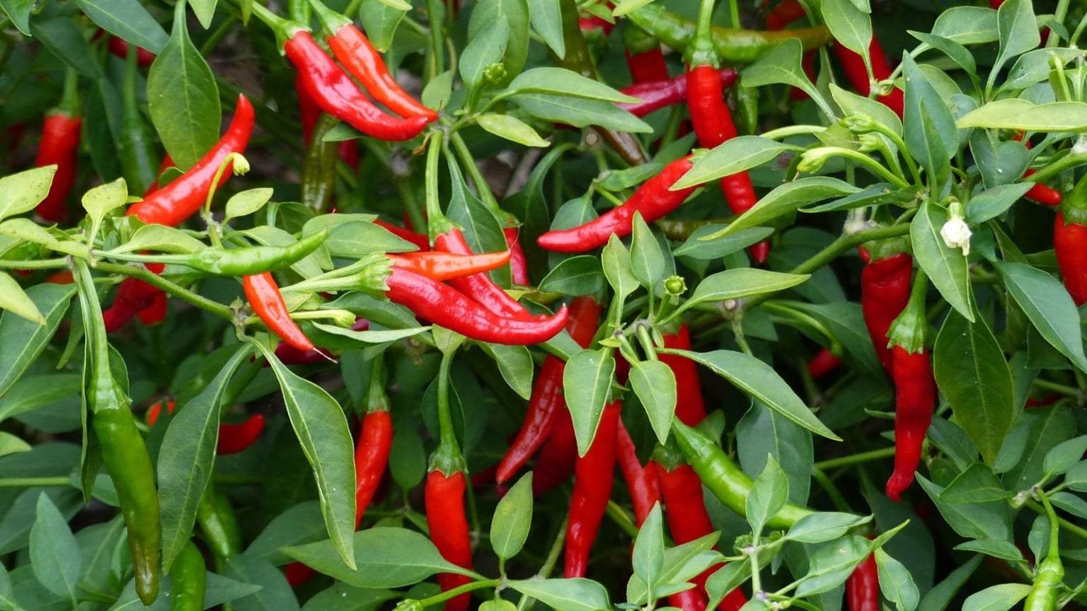 How to Plant, Grow, and Care for Ornamental Peppers