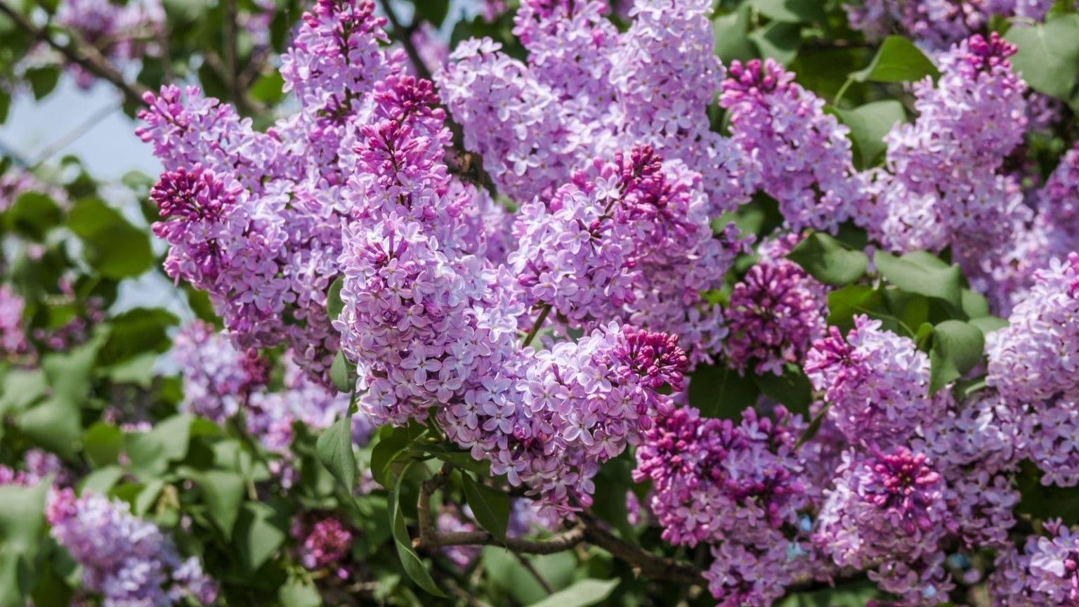 21 Types of Trees With Purple Flowers For Your Home or Garden