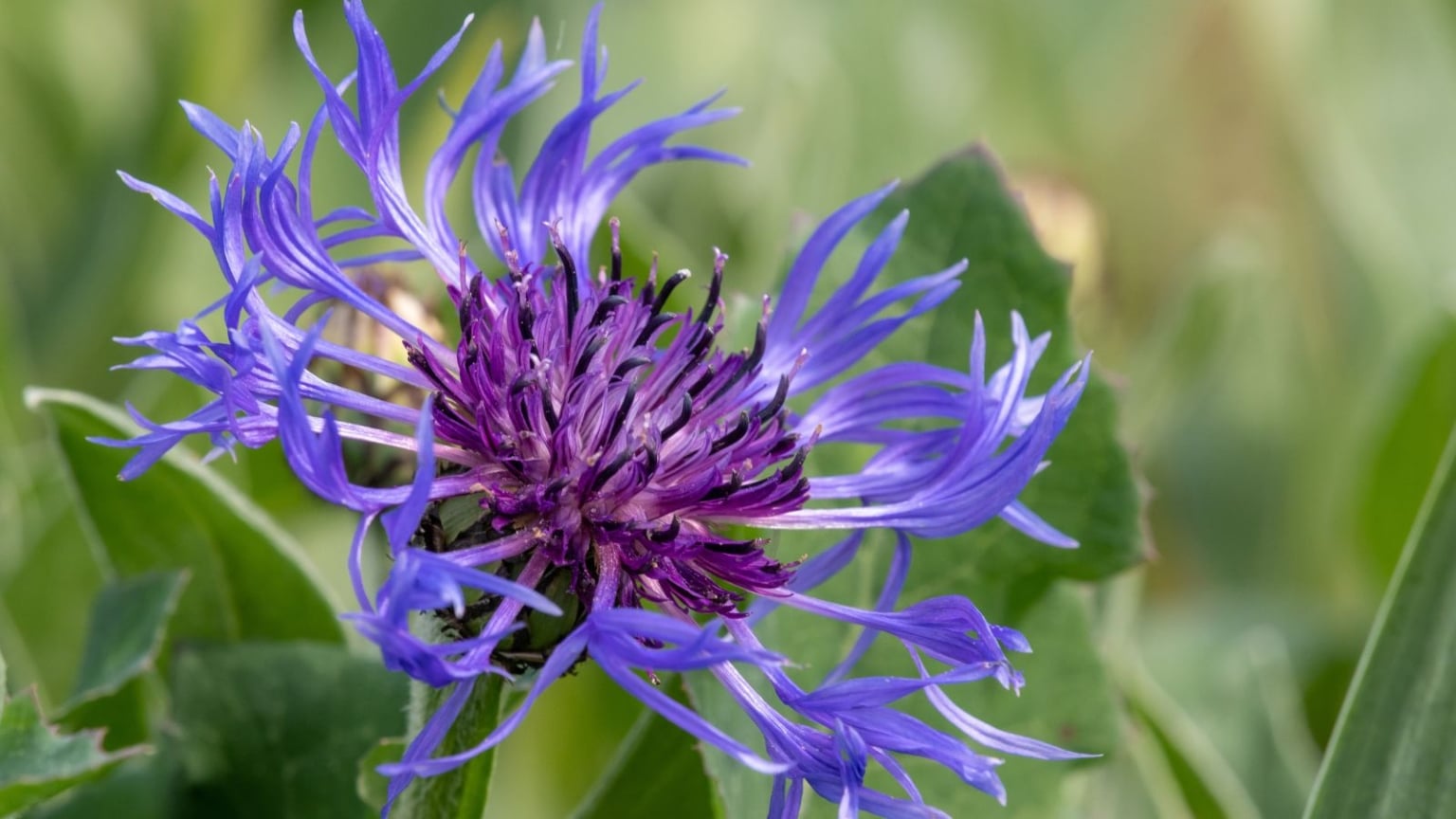 72 Beautiful Perennial Flowers For Every Part of the Garden