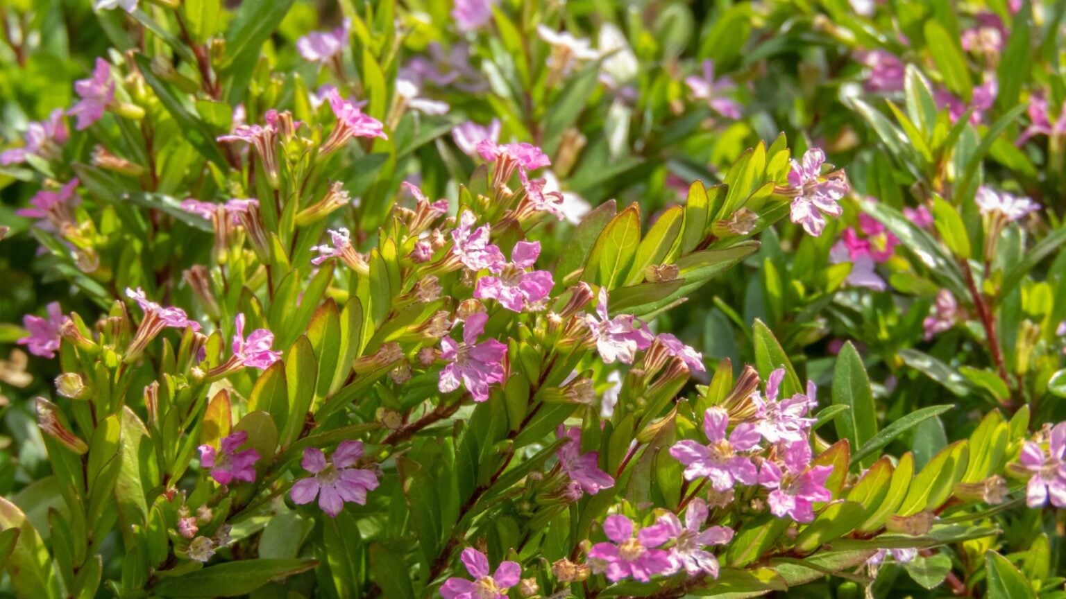 How to Plant, Grow, and Care for Mexican Heather