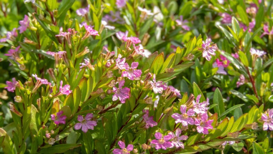 How to Plant, Grow, and Care for Mexican Heather