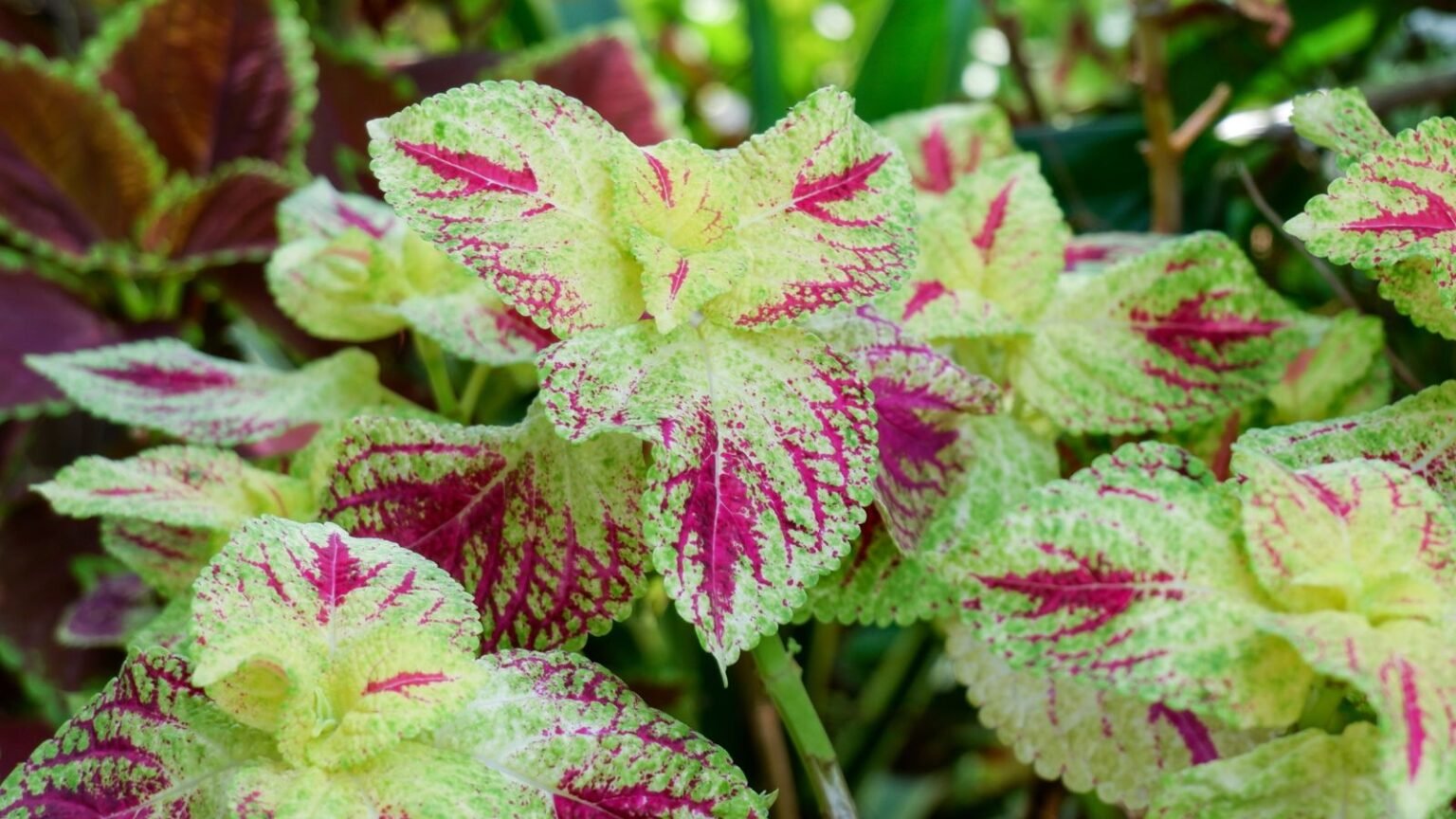 11 Full Sun Coleus Varieties For Sunny Gardens