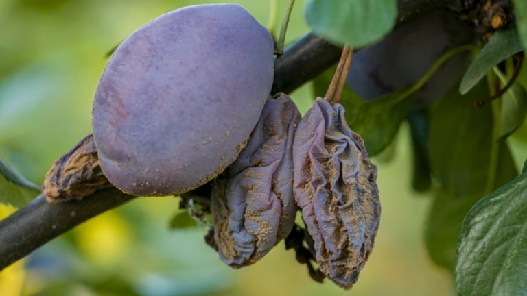 15 Plum Tree Diseases To Watch Out For and How to Prevent Them