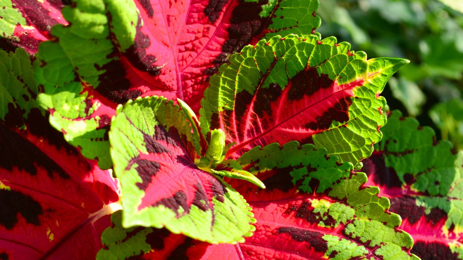 11 Full Sun Coleus Varieties For Sunny Gardens
