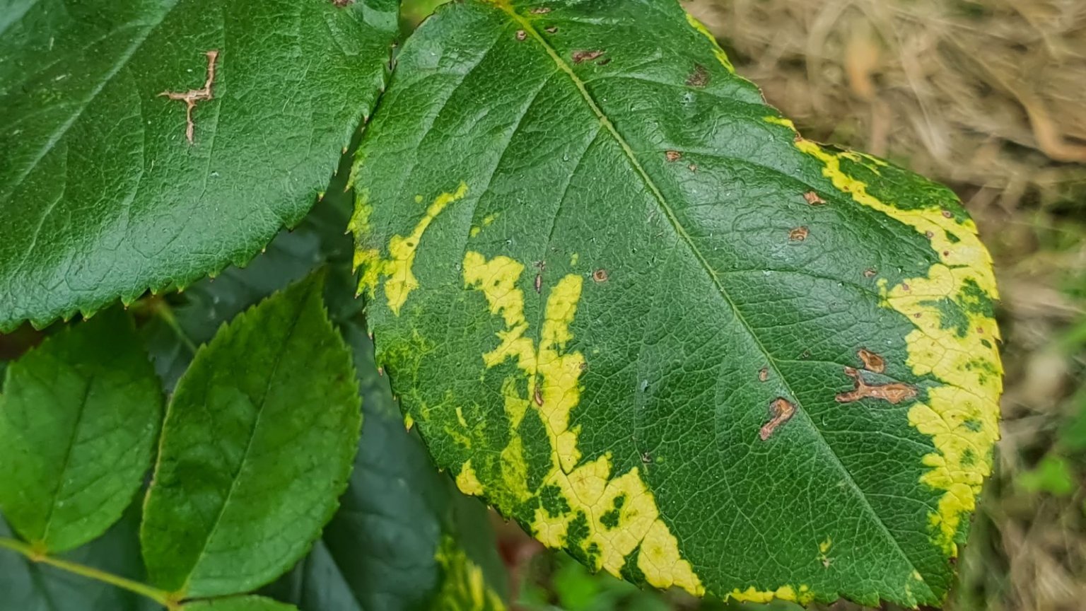 Mosaic Virus Symptoms and Treatment