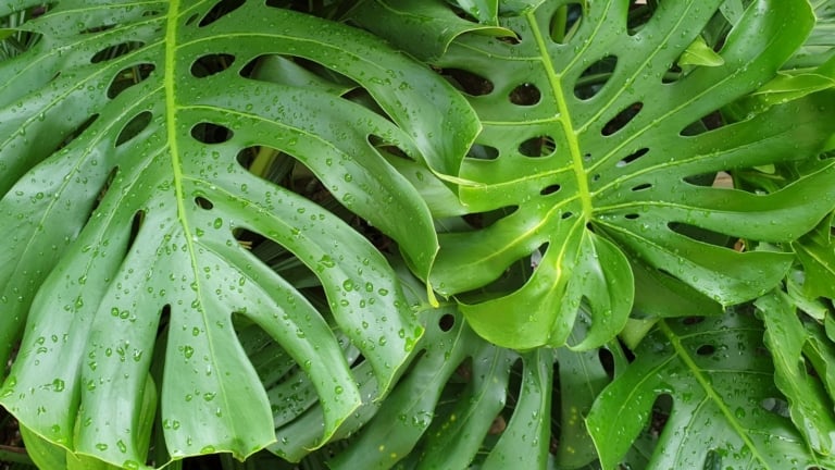 How to Plant, Grow, and Care For Split Leaf Philodendron