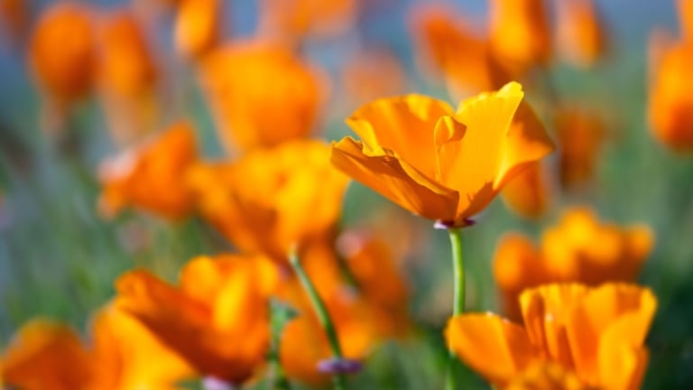 57 Orange Flowers With Names and Pictures