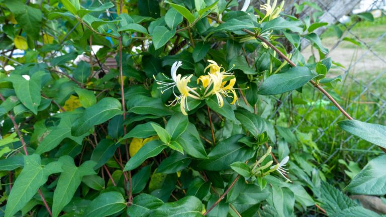 How to Plant, Grow, and Care for Japanese Honeysuckle