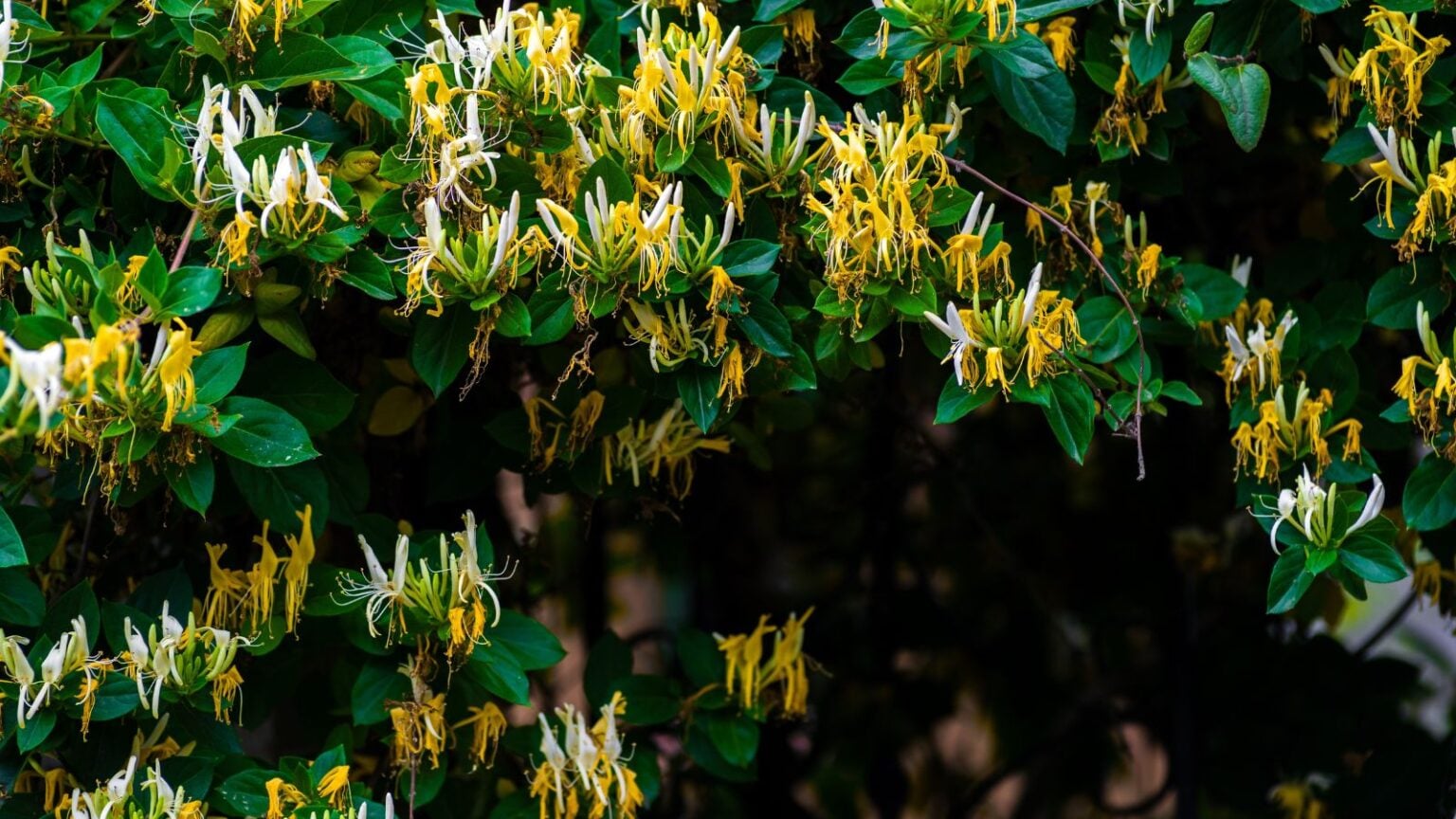 How to Plant, Grow, and Care for Japanese Honeysuckle