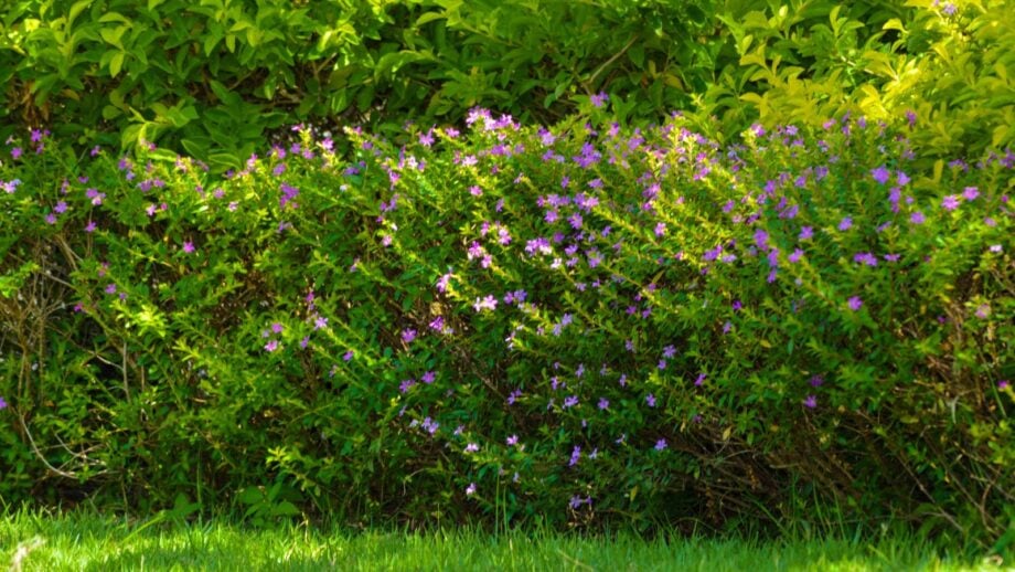 How to Plant, Grow, and Care for Mexican Heather