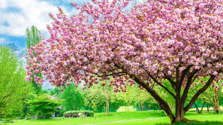 71 Beautiful Flowering Trees to Add to Your Garden
