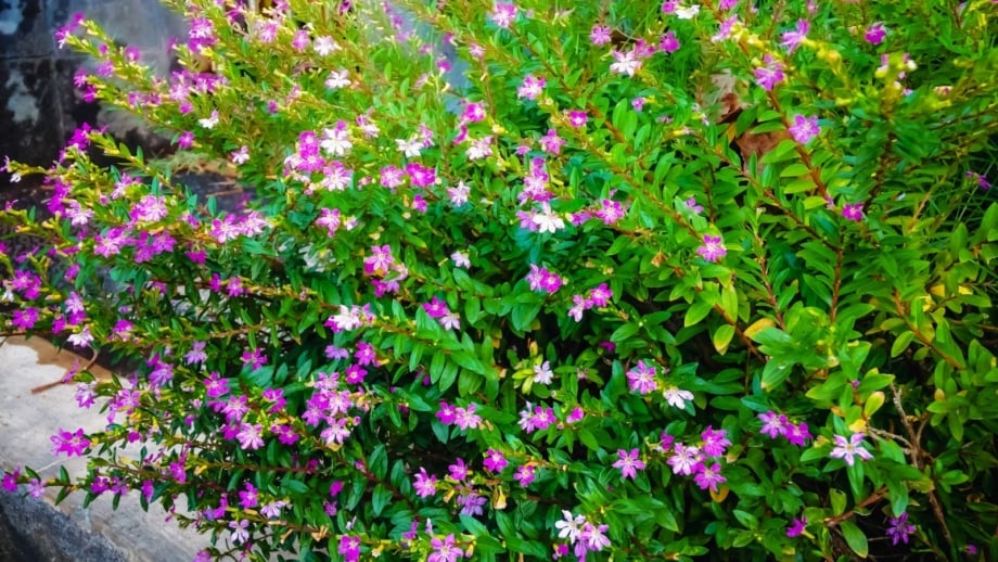 How to Plant, Grow, and Care for Mexican Heather