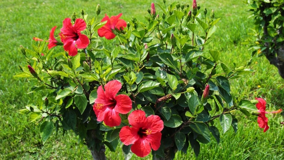 How to Plant, Grow, and Care for Hawaiian Hibiscus