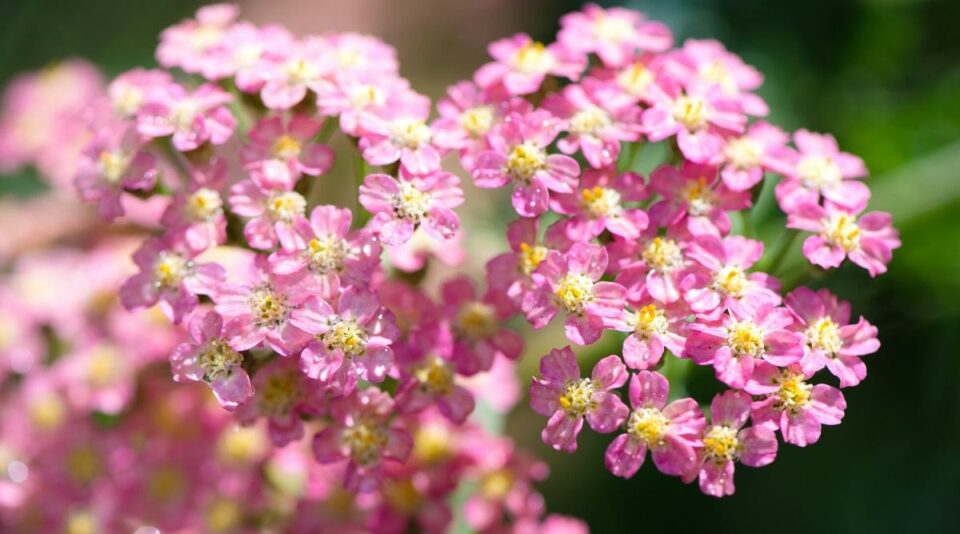 21 Flowers To Grow in the Arizona Heat