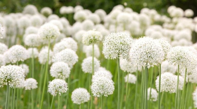 49 White Flowers: Identification With Names and Pictures