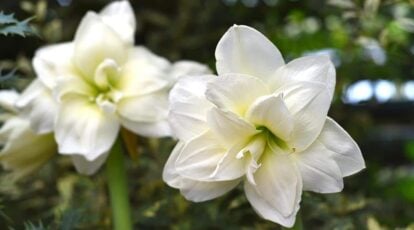 51 White Flowers: Identification With Names and Pictures