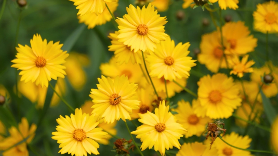 55 Yellow Flowers With Names and Pictures