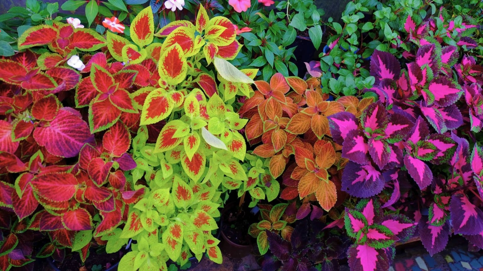 Coleus Varieties: 35 Different Types of Coleus