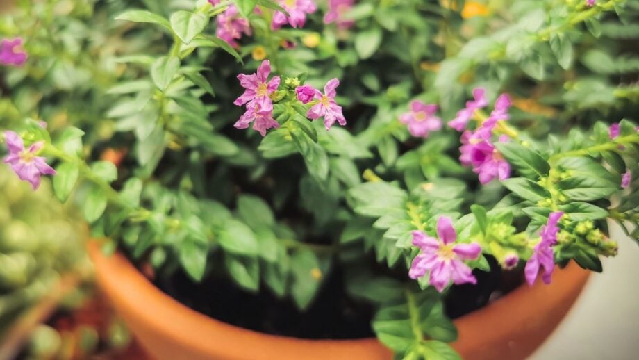 How to Plant, Grow, and Care for Mexican Heather