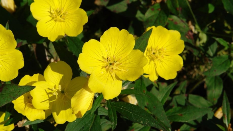 21 Weeds With Yellow Flowers: Identification and Pictures