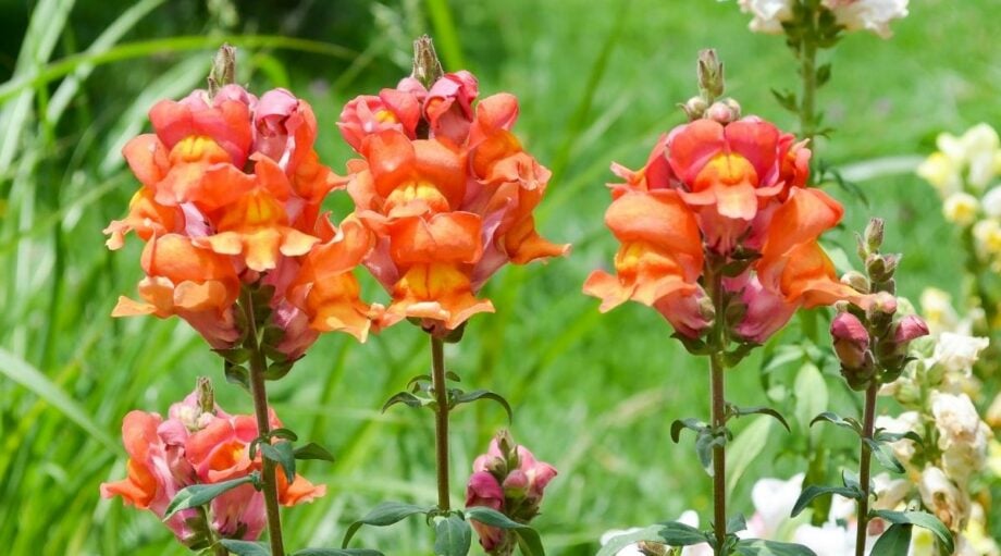 61 Orange Flowers With Names and Pictures