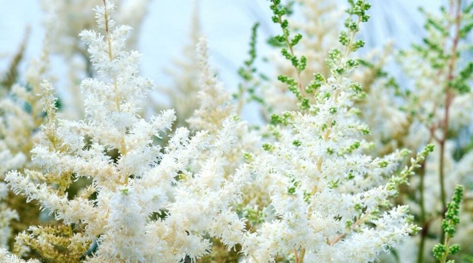 49 White Flowers: Identification With Names and Pictures