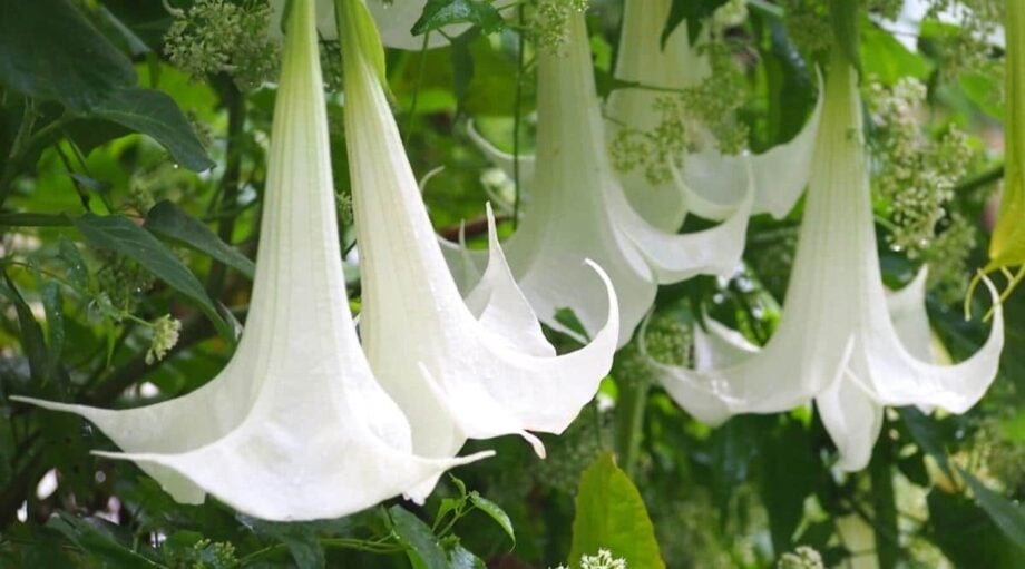 49 White Flowers: Identification With Names and Pictures