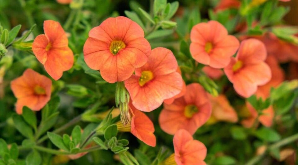 57 Orange Flowers With Names and Pictures