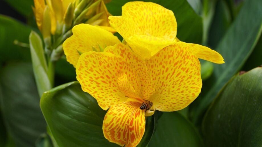 53 Yellow Flowers With Names and Pictures