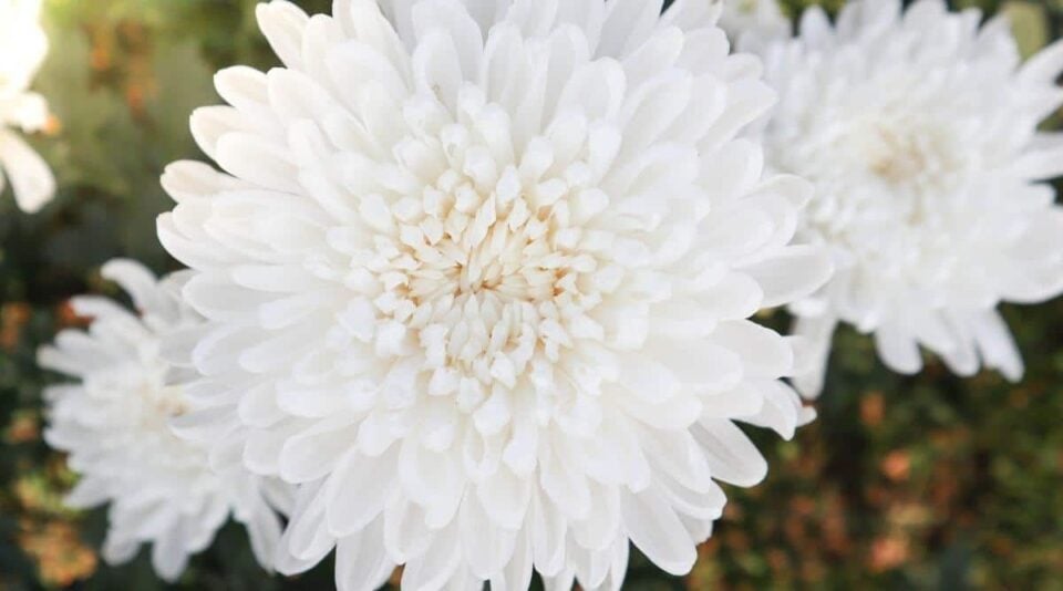 49 White Flowers: Identification With Names and Pictures