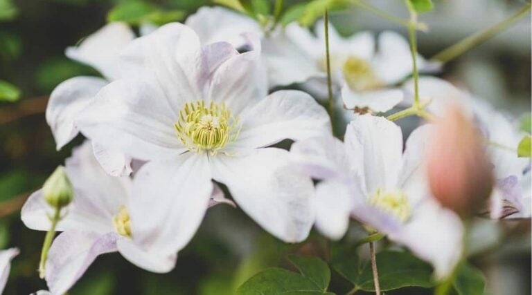 49 White Flowers: Identification With Names and Pictures
