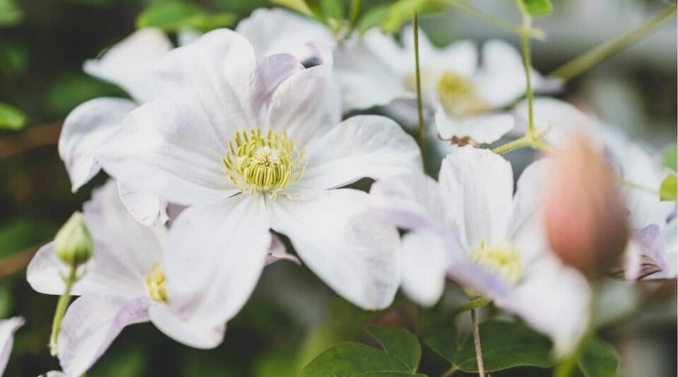 49 White Flowers: Identification With Names and Pictures