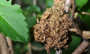 Crown Gall: Ugly Bumps On Shrubs And Trees - Epic Gardening