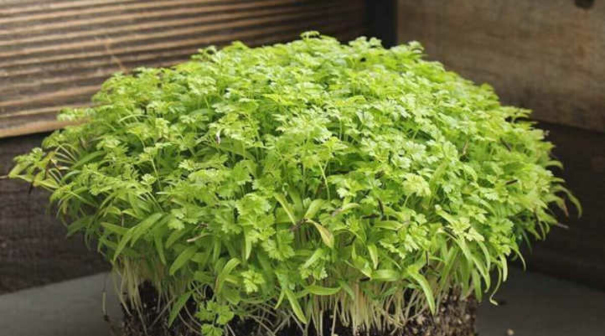 How To Grow Chervil Microgreens in 5 Easy Steps