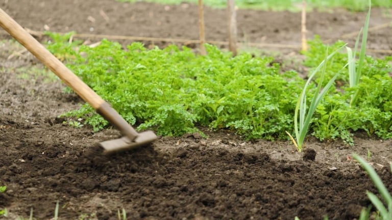 Till or No Till: The Great Debate In Gardens