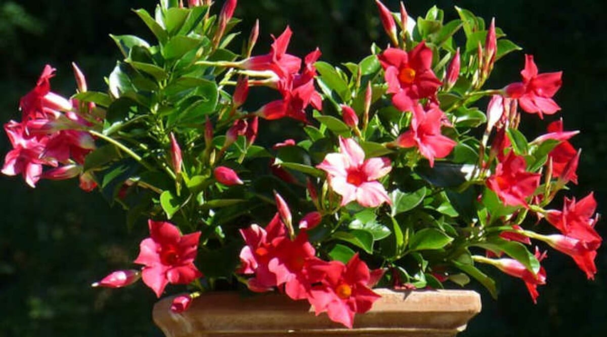 How to Plant, Grow, and Care for Dipladenia and Mandevilla
