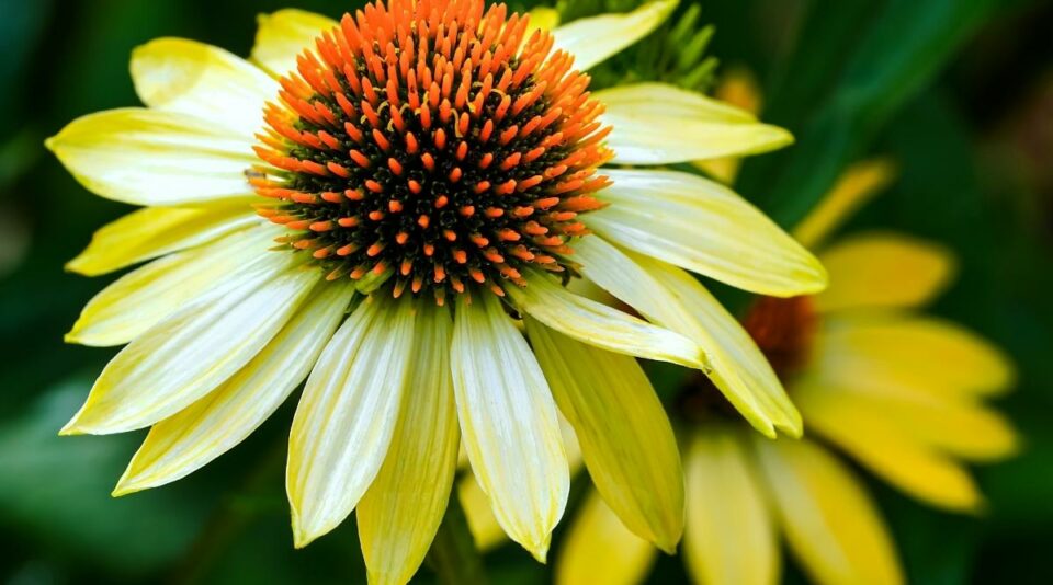 55 Yellow Flowers With Names and Pictures