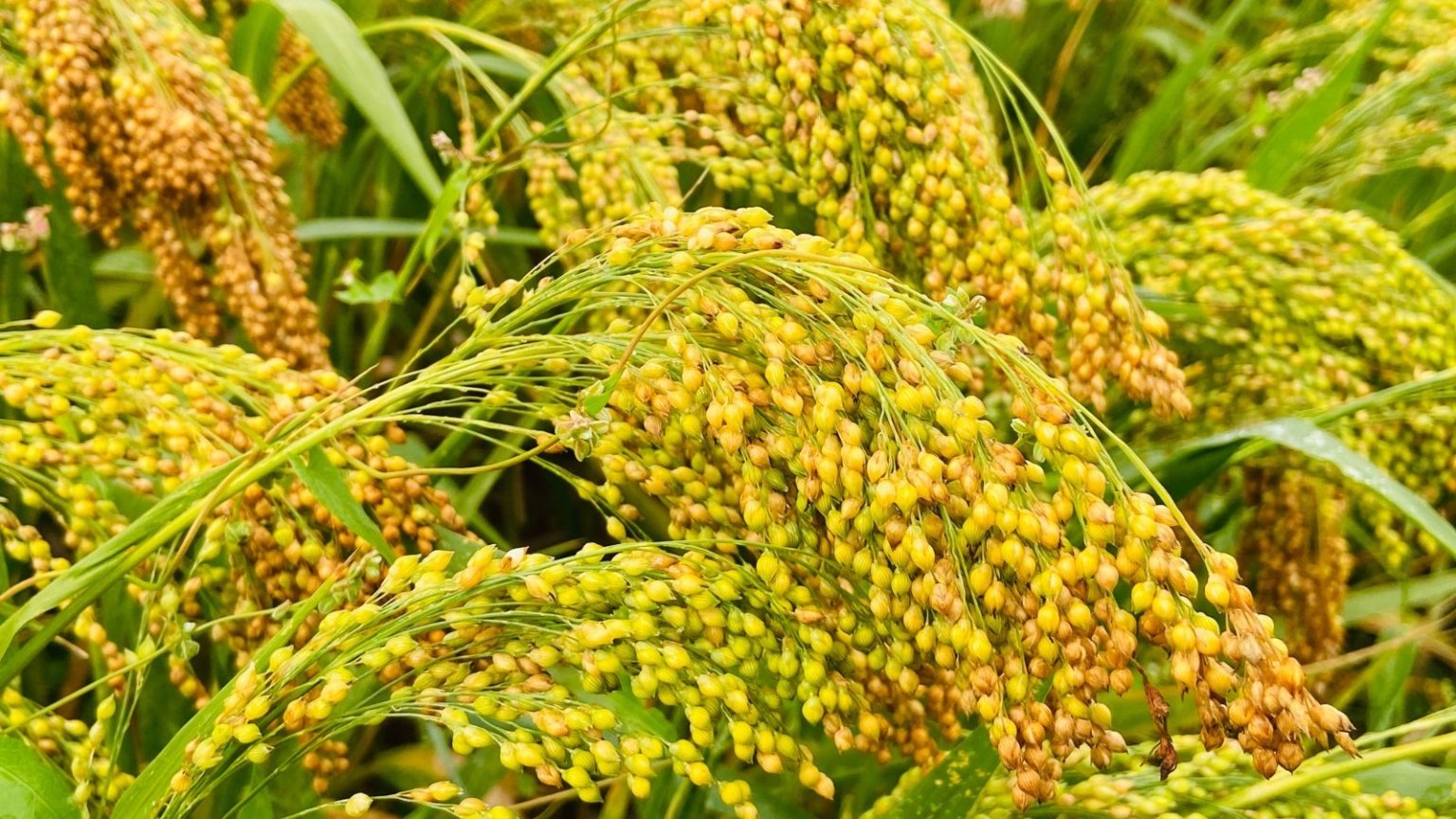 How to Plant, Grow, and Care for Millet