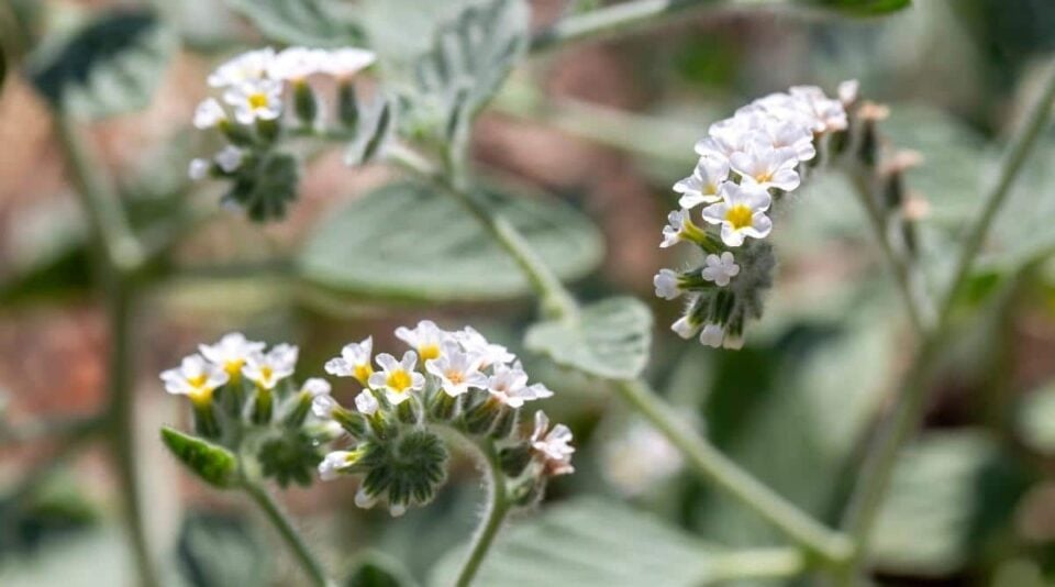 49 White Flowers: Identification With Names and Pictures