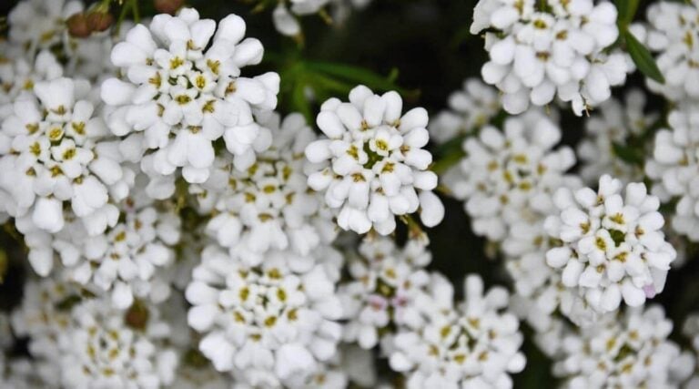 49 White Flowers: Identification With Names and Pictures