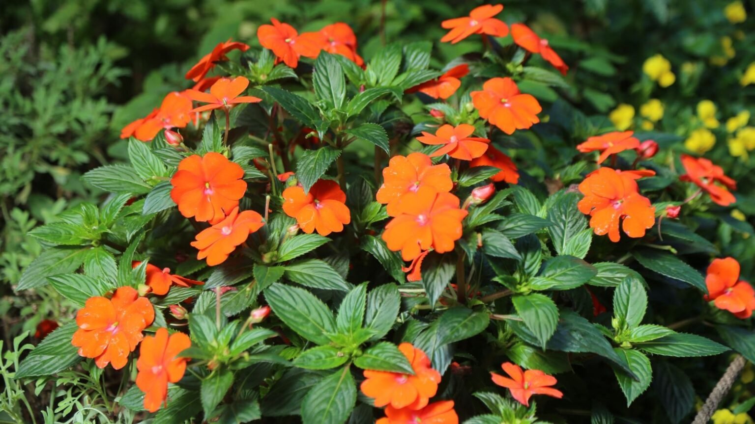 57 Orange Flowers With Names and Pictures