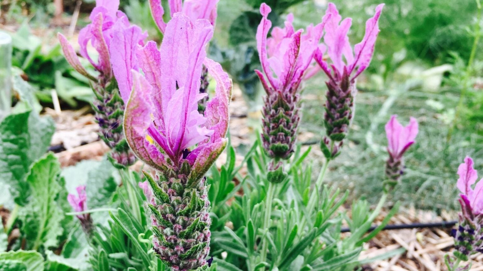 Lavender Varieties: 31 Different Types of Lavender Cultivars
