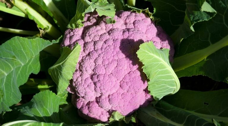 Types of Cauliflower: 17 Different Cauliflower Varieties You'll Love