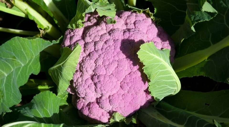 Types of Cauliflower: 17 Different Cauliflower Varieties You'll Love