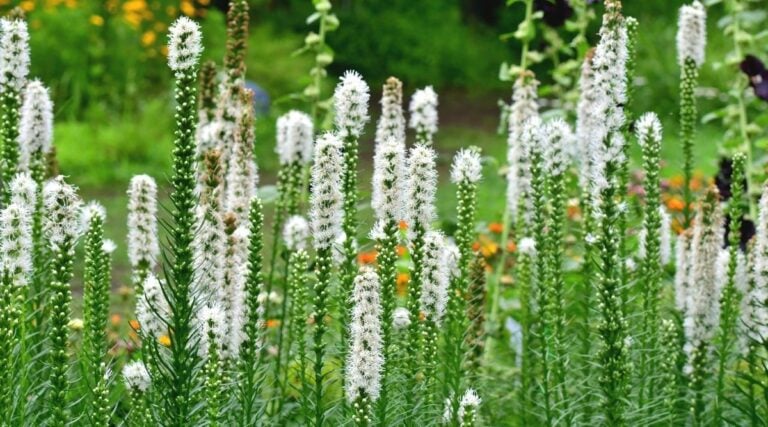 49 White Flowers: Identification With Names and Pictures